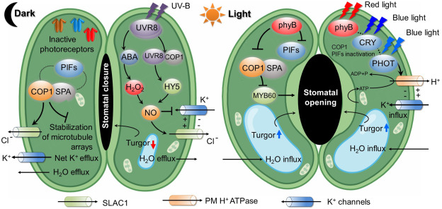 Understanding Stomatal Photosynthesis: Mechanisms and Adaptations | e ...